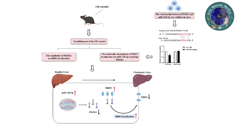 MiR-128-3p mediates MRP2 internalization in estrogen-induced ...