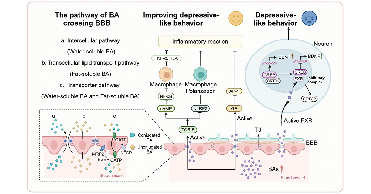 Pathologic and therapeutic insights into cholestatic liver disease ...